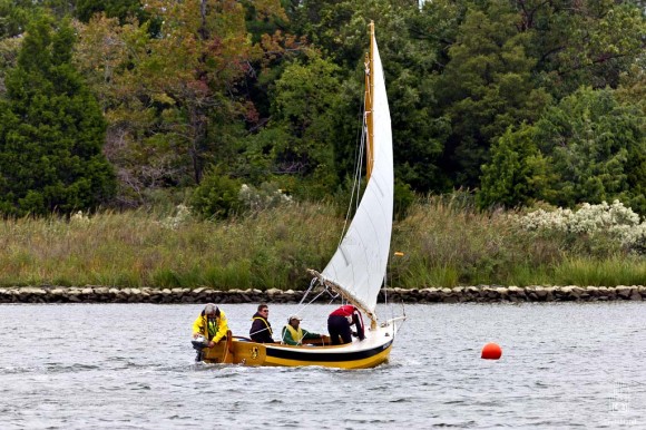 Marsh Cat For Sale (sold) | Marginalia