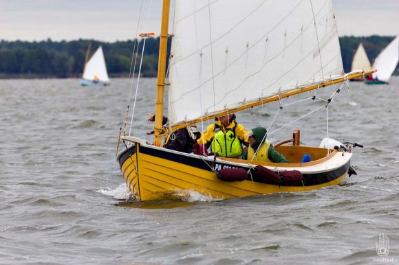 Marsh Cat For Sale (sold) | Marginalia