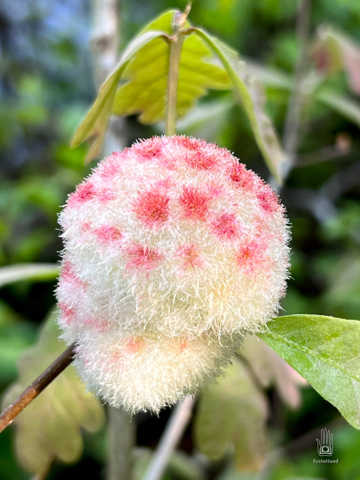 Nature is Metal ~ Wool Sower Wasp Galls | Marginalia